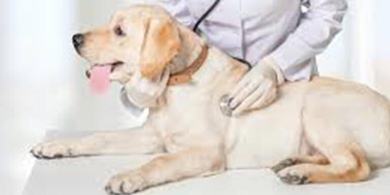 Castro Valley Animal Hospital – Preventative care, urgent Care ...