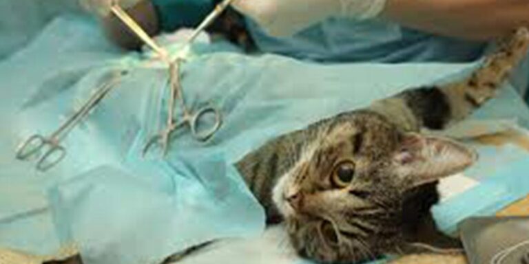 Castro Valley Animal Hospital – Preventative care, urgent Care ...